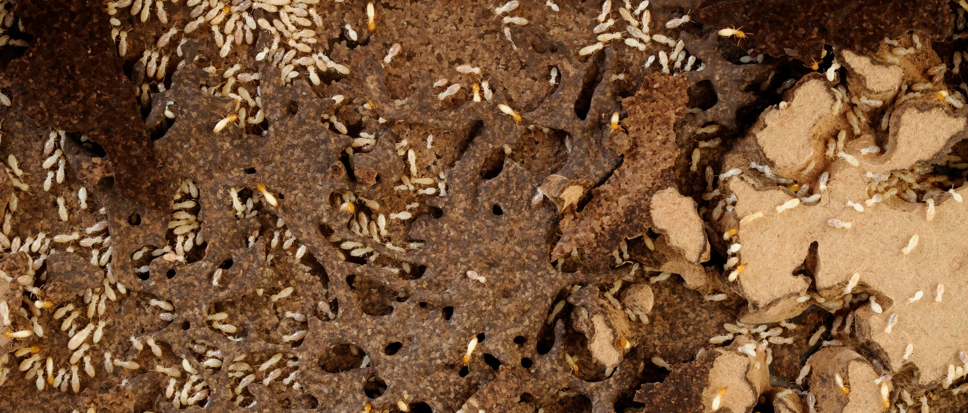Termites - Timber Pest Inspections - Leading Building Inspections